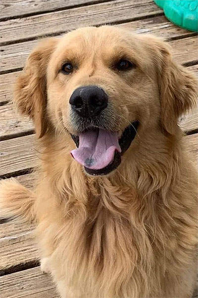 Upcoming and Available Litters - Heaven Scent Golden Retrievers ...